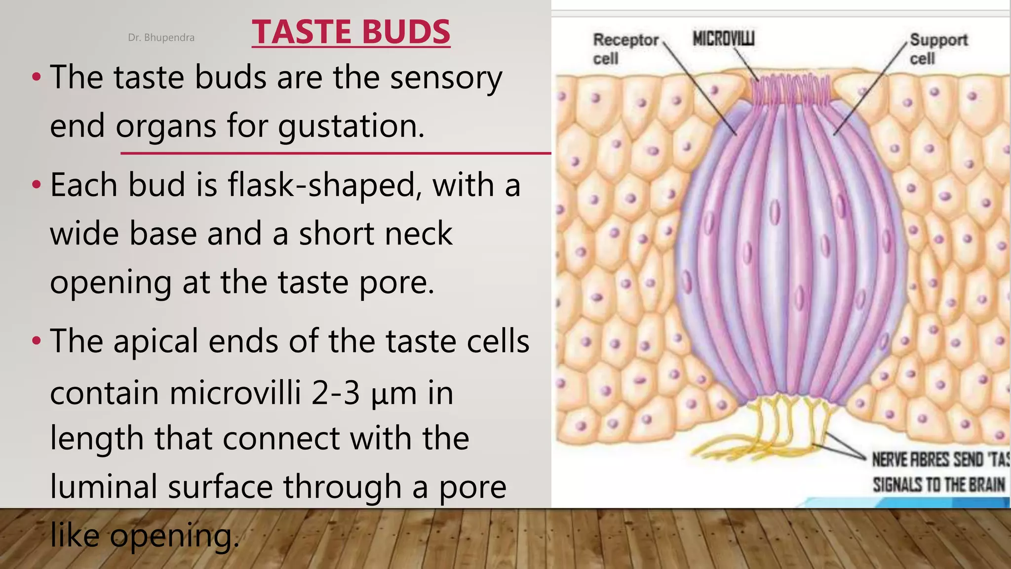 Tongue and its prosthodontic considerations | PPTX