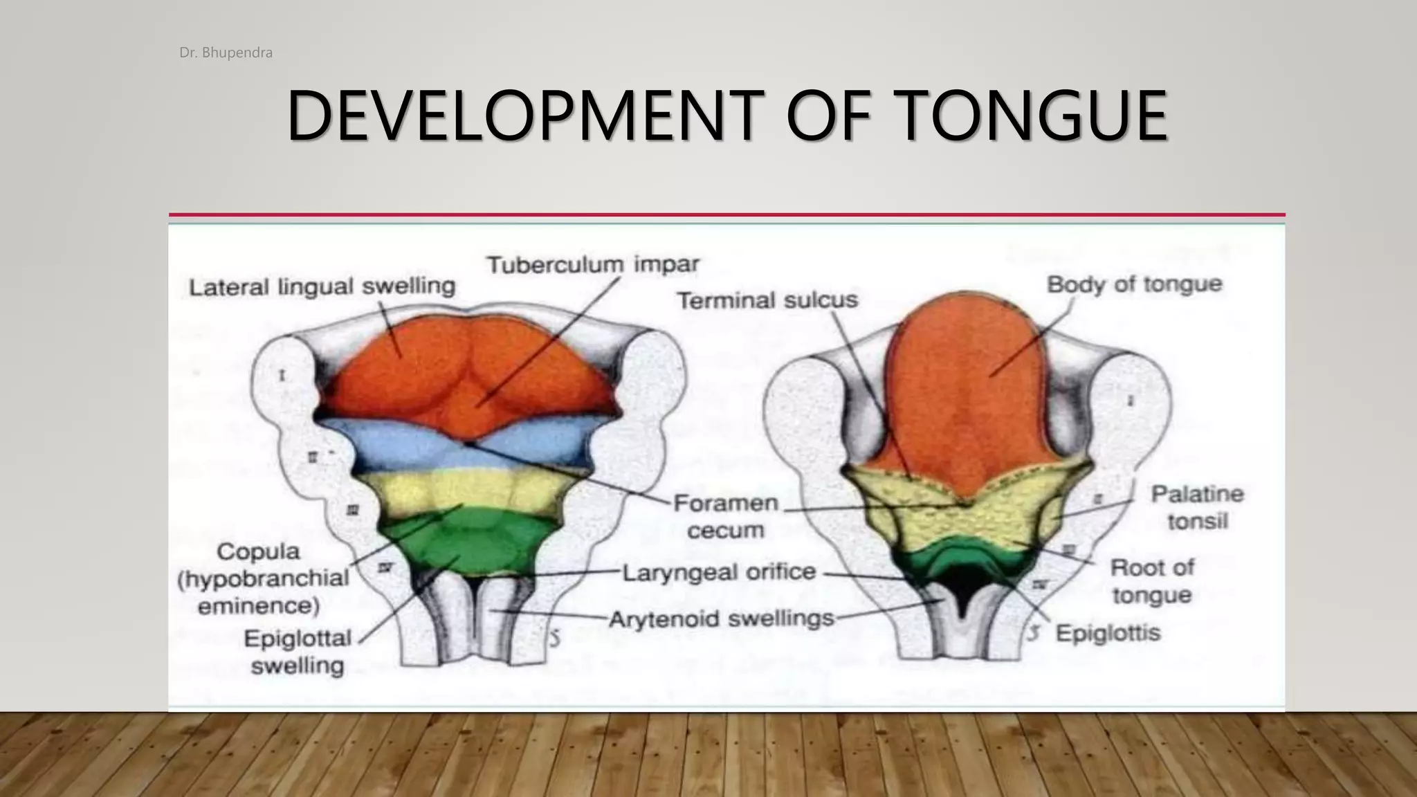 Tongue and its prosthodontic considerations | PPTX