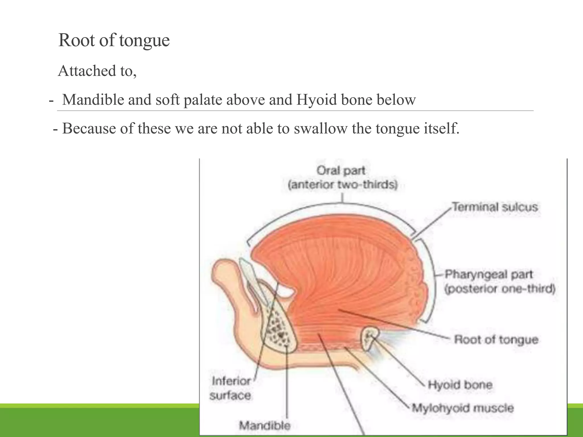 tongue and malocclusion - Copy.pptx