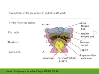 tongue and malocclusion - Copy.pptx