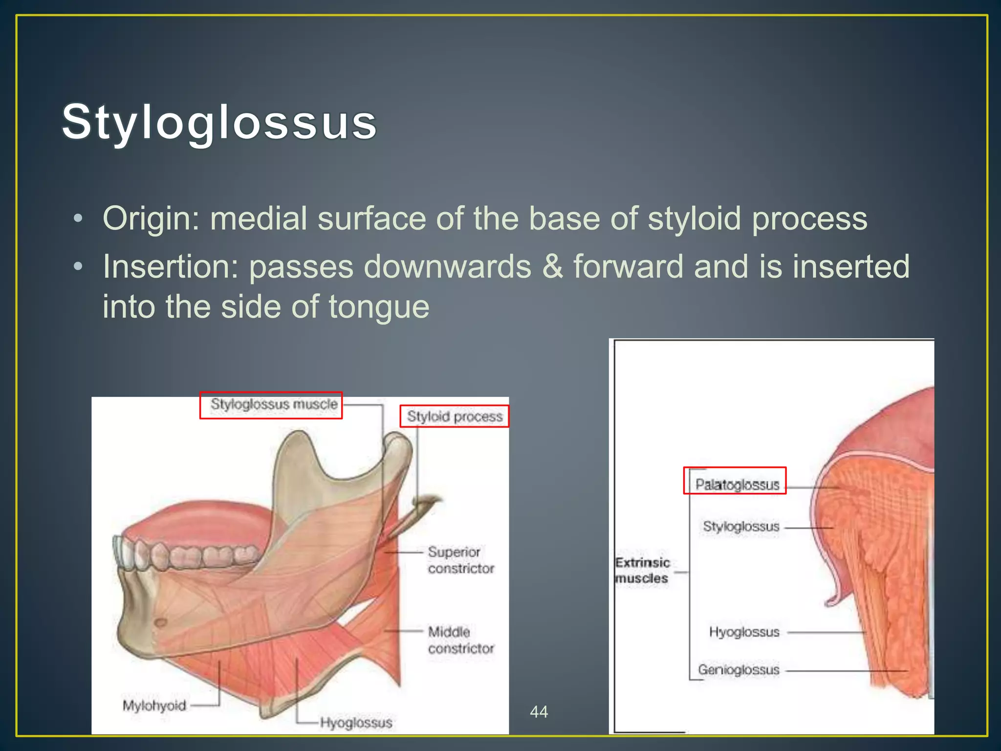 Tongue by Dr. Analhaq Shaikh | PPSX