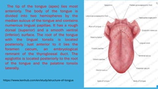 tongue disease lecture Dr Assadawy legacy | PDF