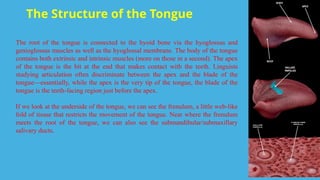 tongue disease lecture Dr Assadawy legacy | PDF