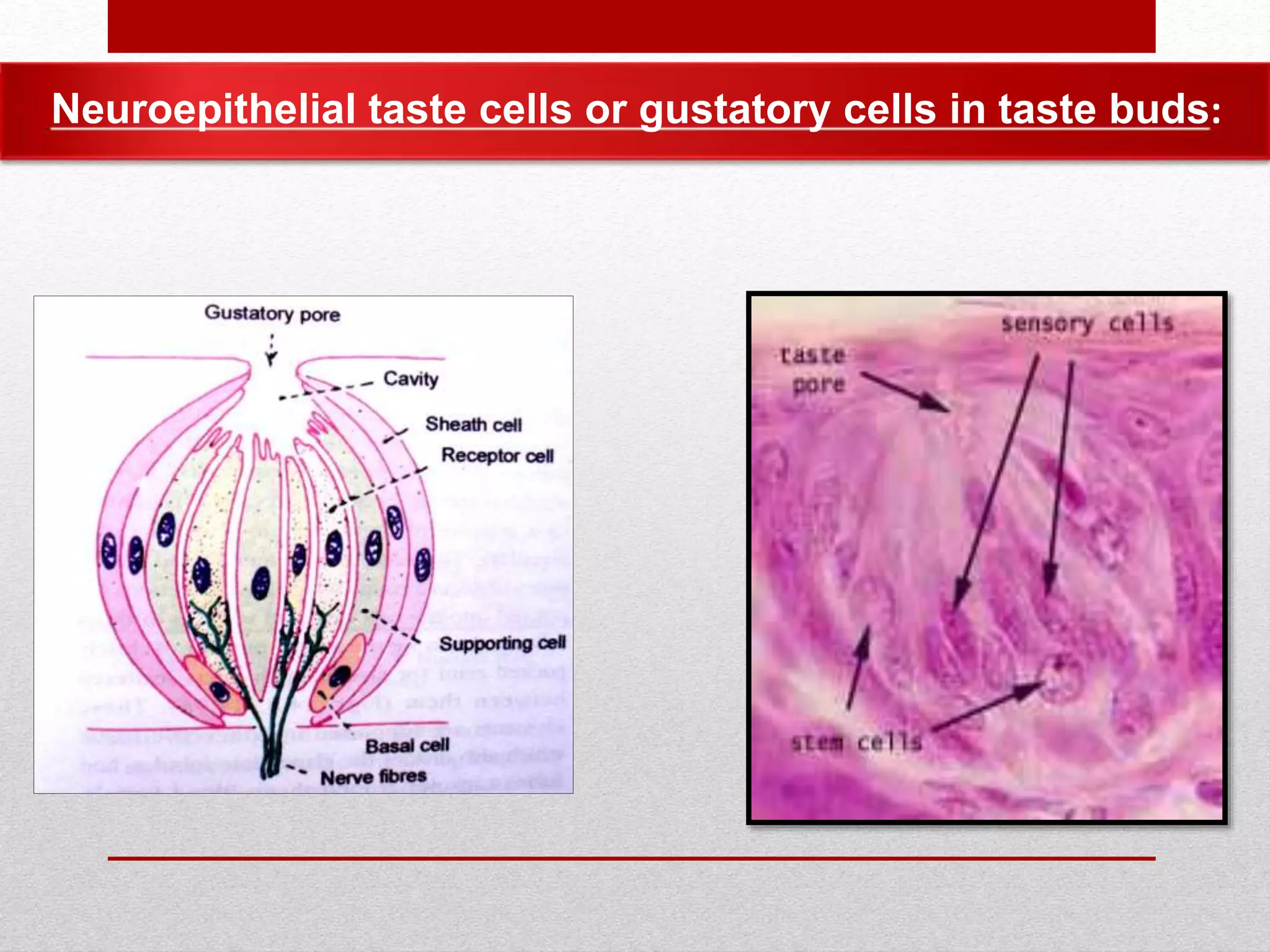 Tongue disorders | PPTX
