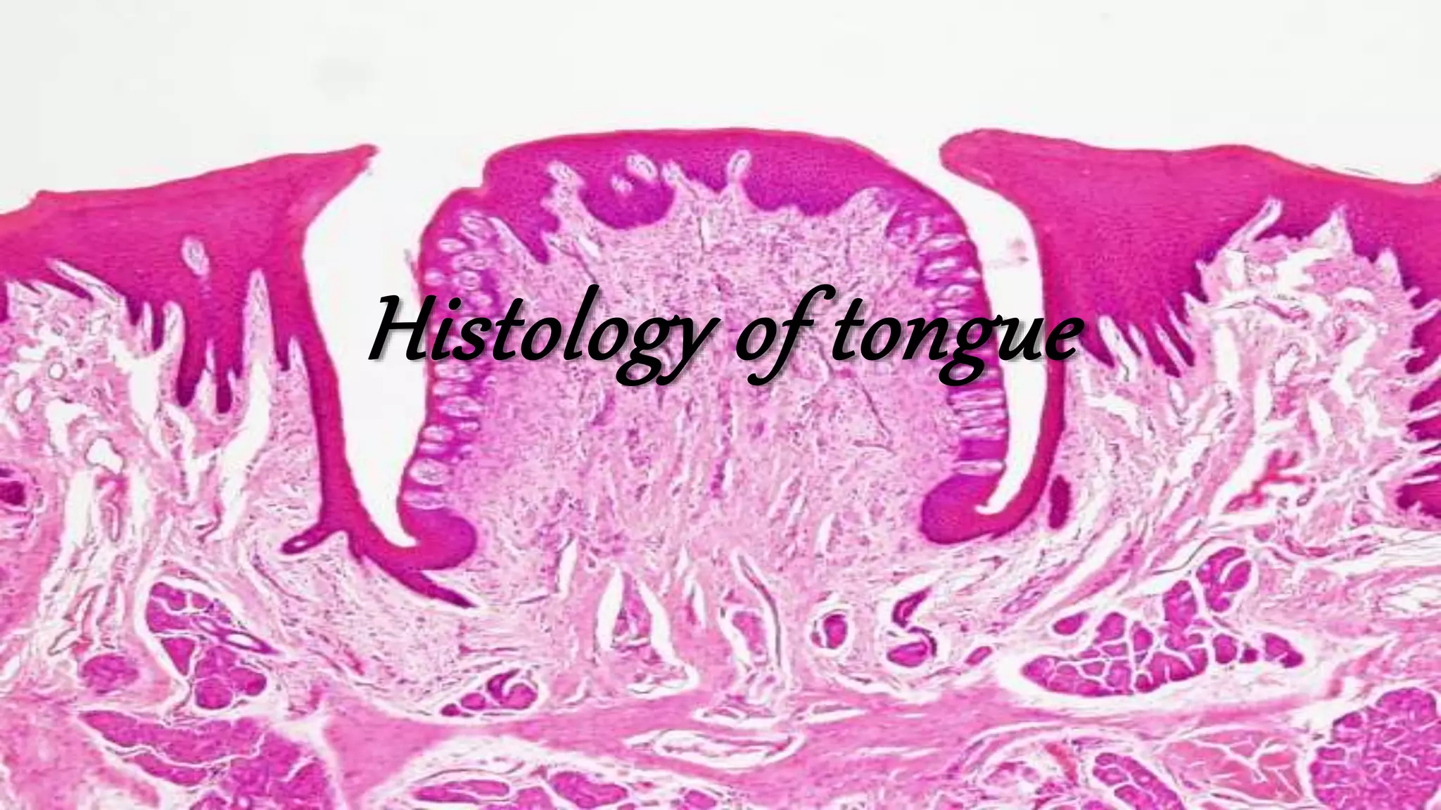 development & growth of tongue | PPTX