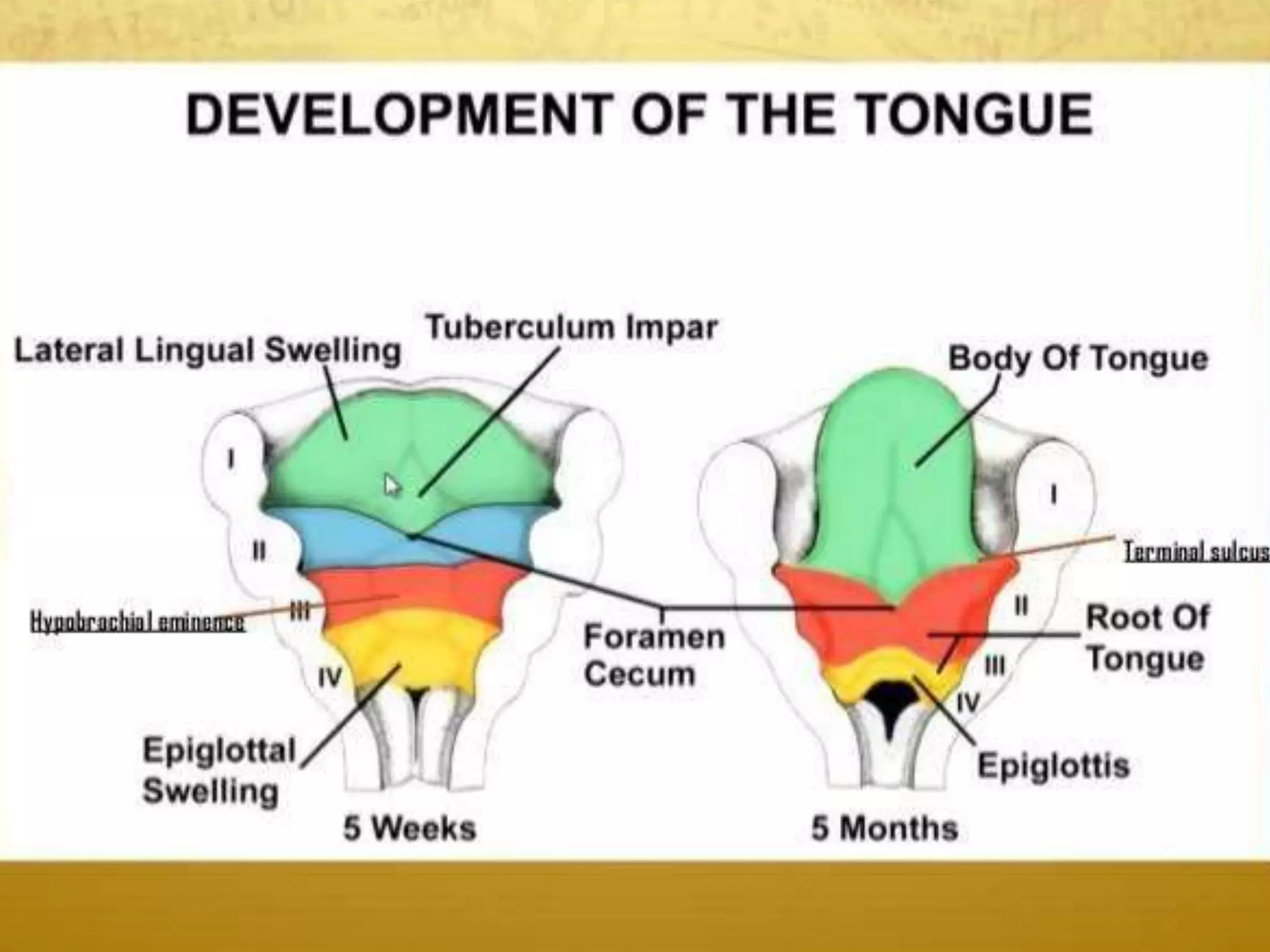 Tongue Flaps | PPTX