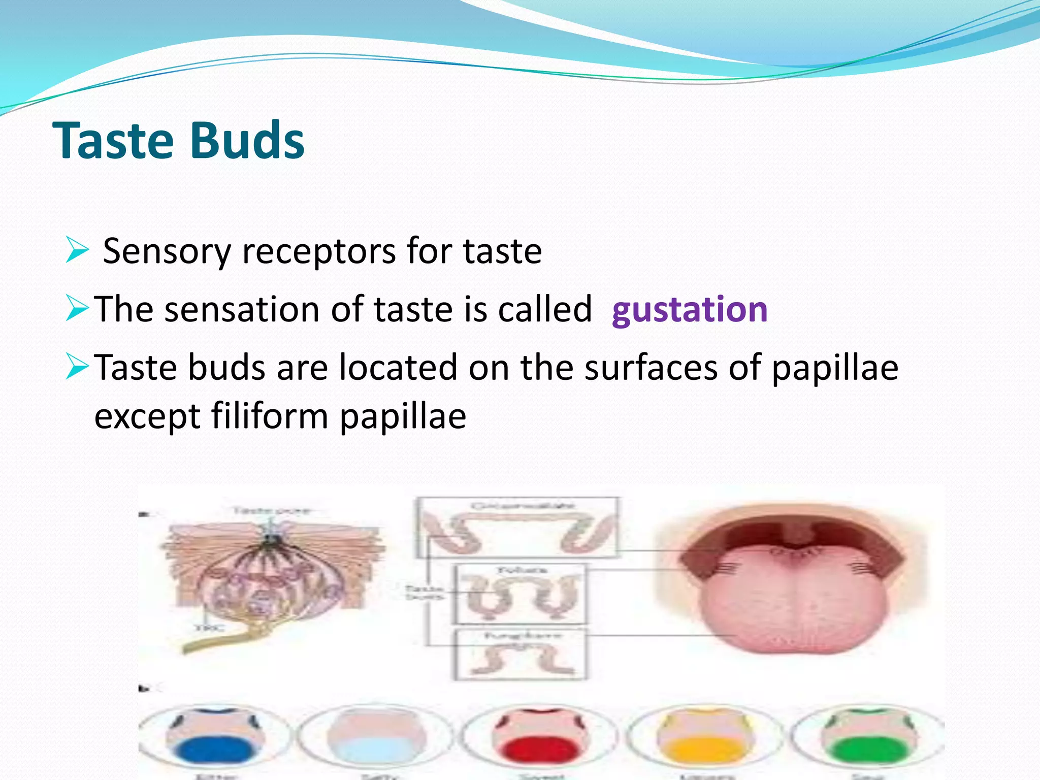 Anatomy of Tongue | PPTX