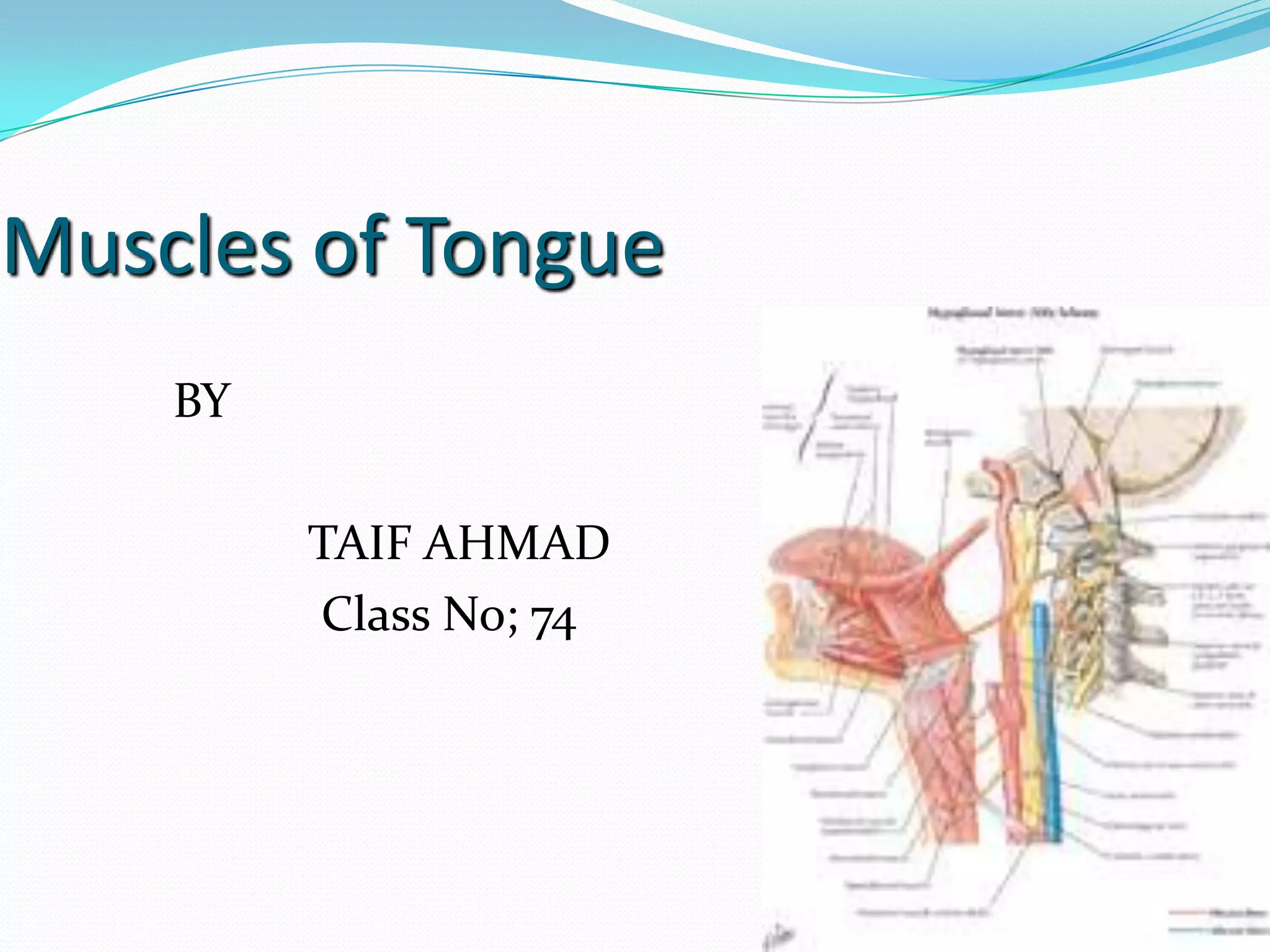 Anatomy of Tongue | PPTX