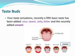 Anatomy of Tongue | PPTX