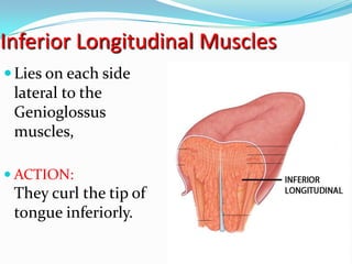 Superior Longitudinal Muscle