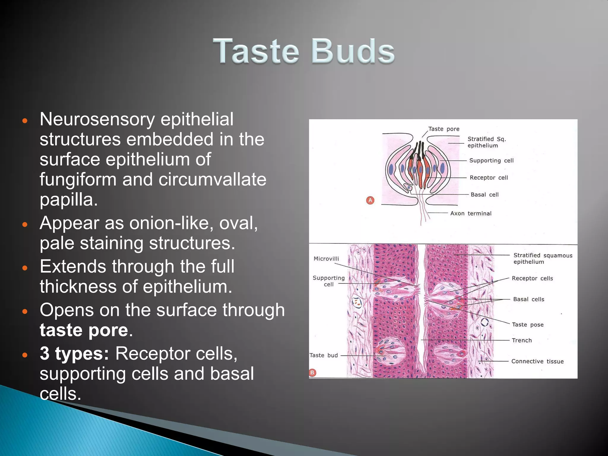 TONGUE HISTOLOGY.pdf
