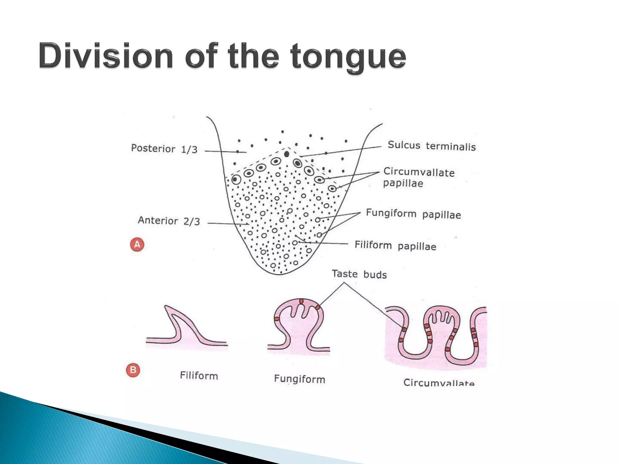 TONGUE HISTOLOGY.pdf
