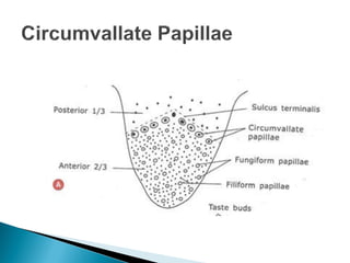 Circumvallate Papillae Diagram