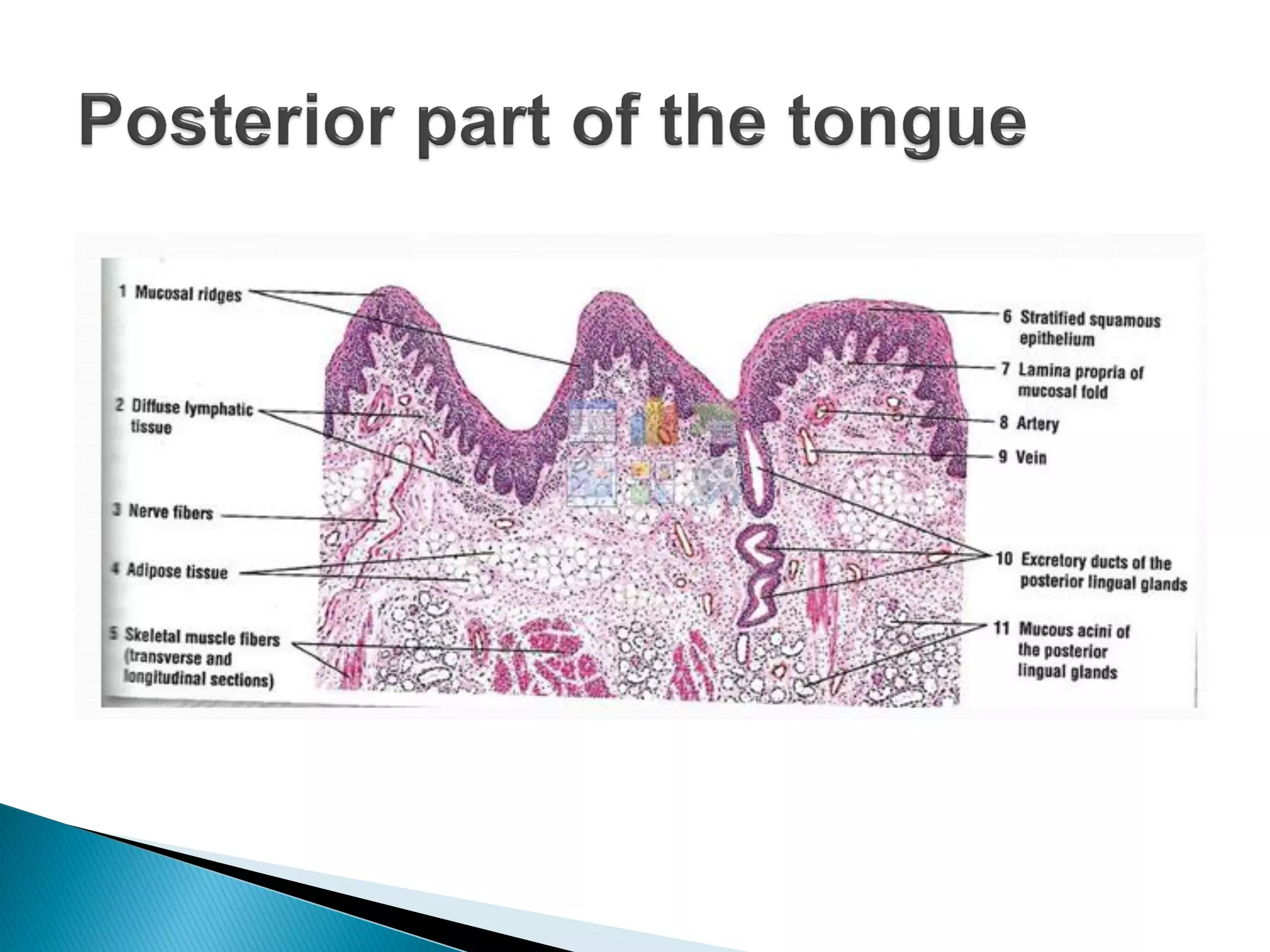 TONGUE HISTOLOGY.pdf