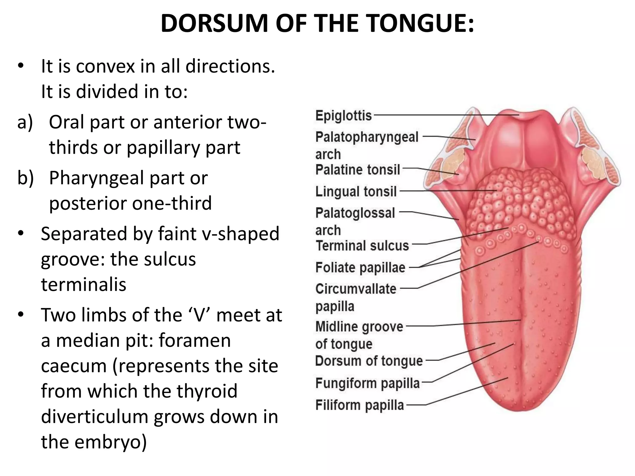 Tongue my ppt | PPTX