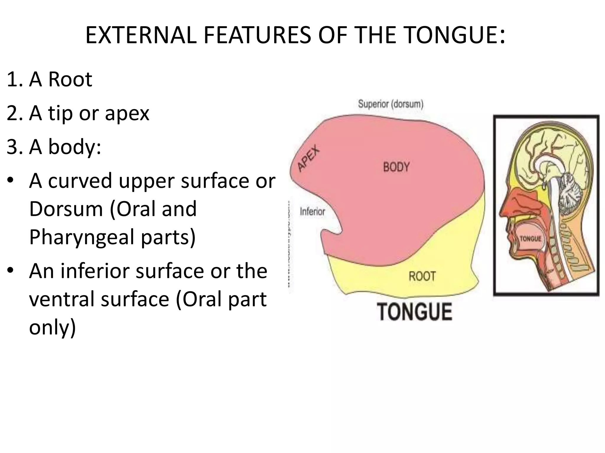 Tongue my ppt | PPTX
