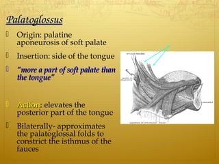 Tongue ppt | PPT