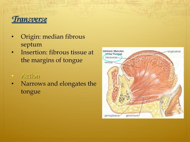 Tongue ppt | PPT | Ear, Nose and Throat Conditions | Diseases and ...