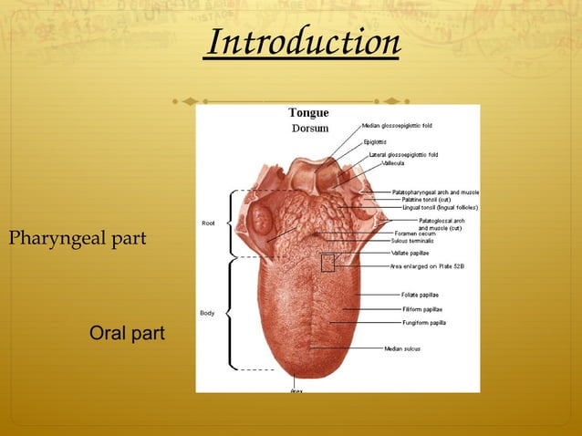 Tongue ppt | PPT | Ear, Nose and Throat Conditions | Diseases and ...