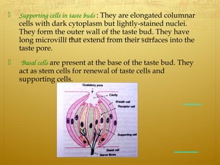 Tongue ppt | PPT