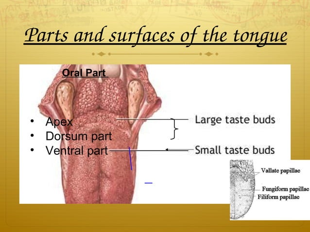 Tongue ppt | PPT | Ear, Nose and Throat Conditions | Diseases and ...