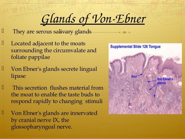 Tongue ppt