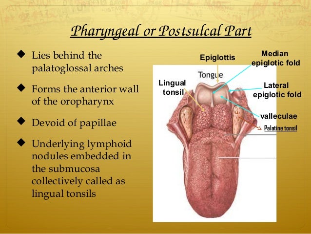 Palatoglossal Fold