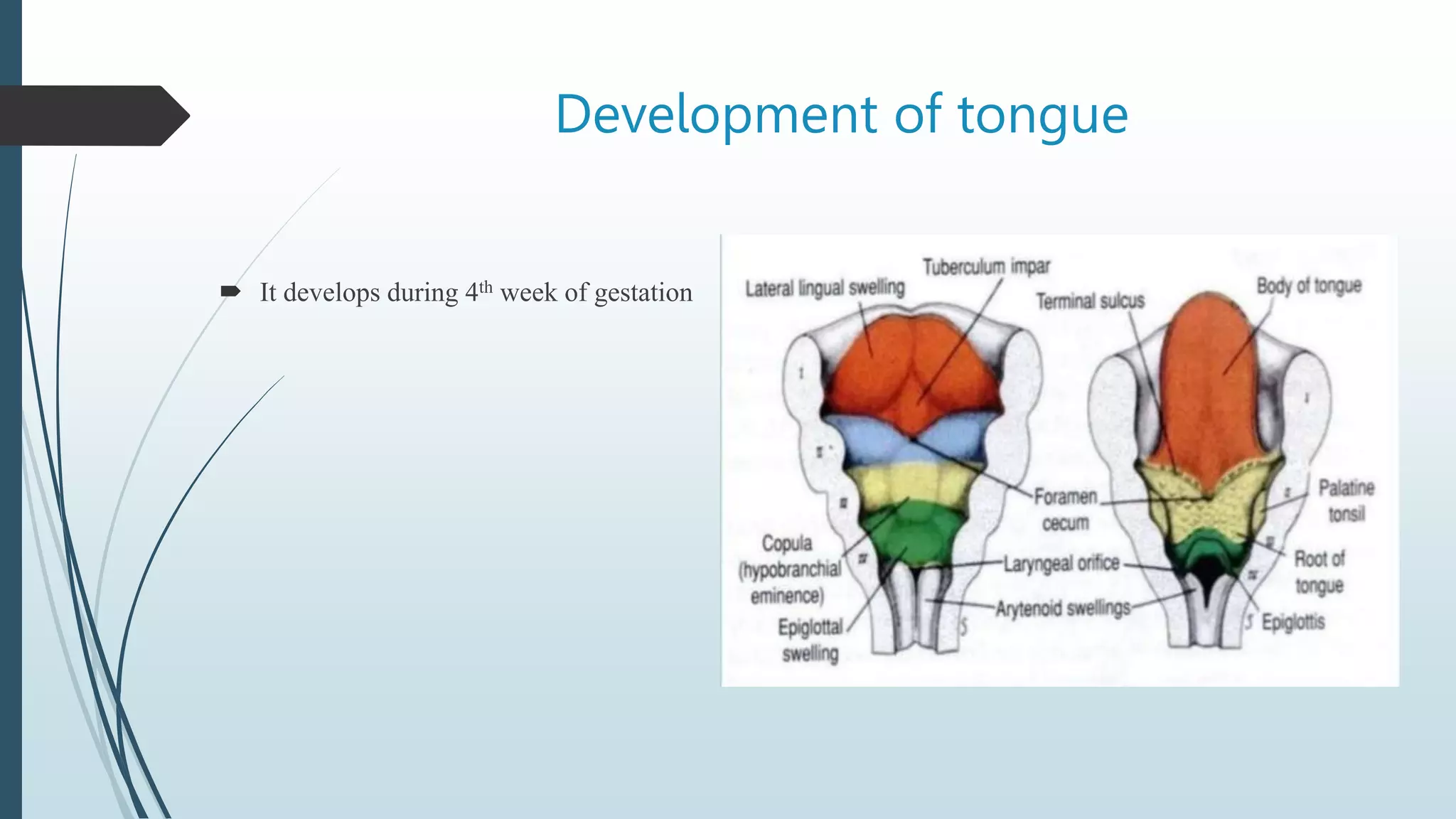 TONGUE ppt.pptx