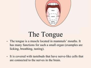 The Tongue | PPT