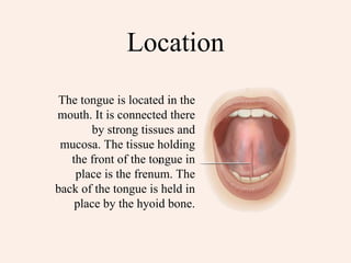 The Tongue | PPTX