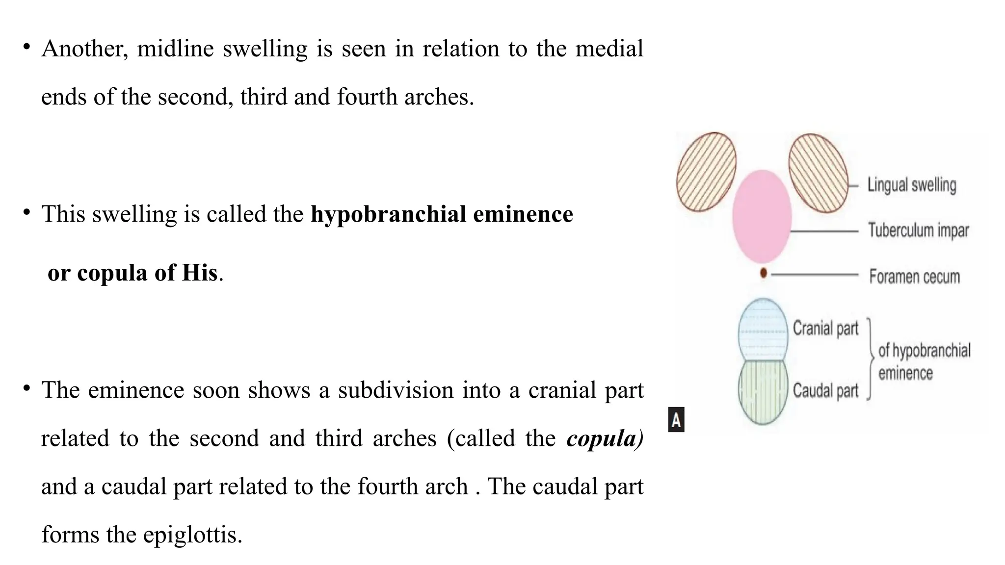 Tongue and Its Implications in Prosthodontics .pptx