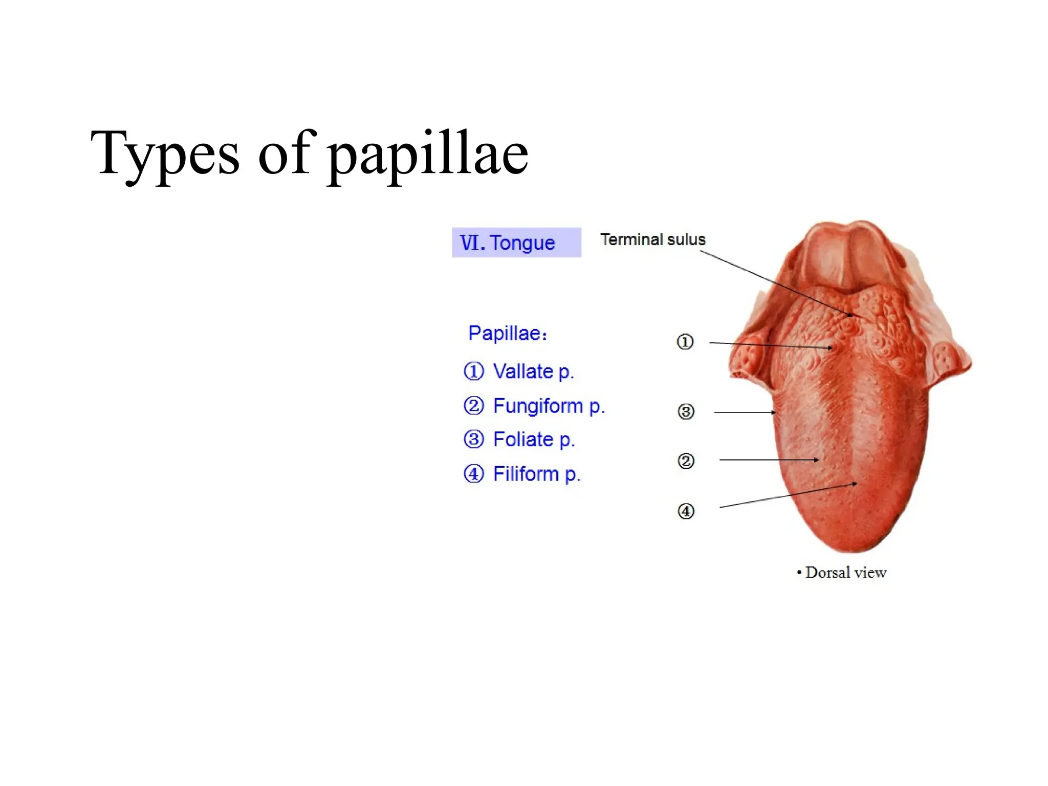tongue , function , neural pathway , clinical application ,references | PPT