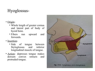 tongue , function , neural pathway , clinical application ,references ...