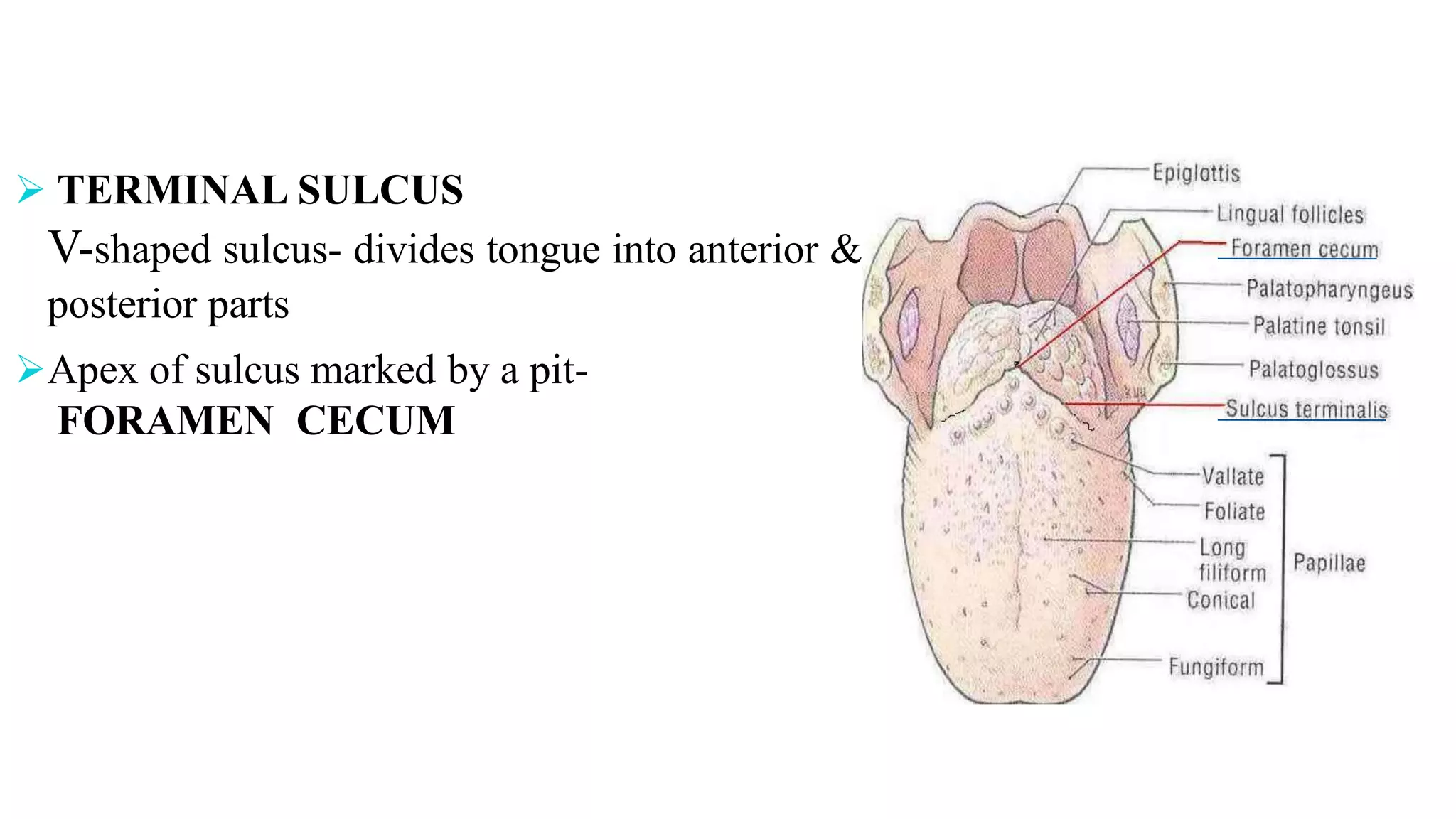 Anatomy of Tongue | PPTX