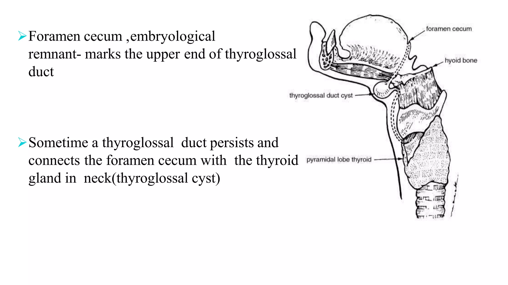 Anatomy of Tongue | PPTX