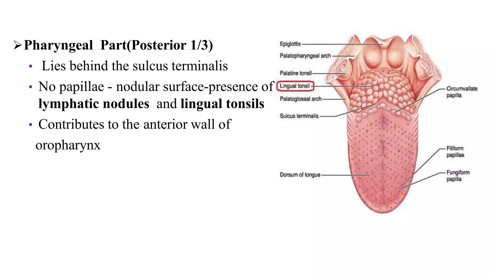 Anatomy of Tongue | PPTX