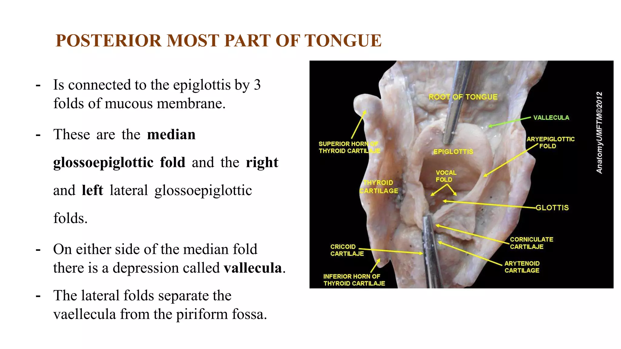 Anatomy of Tongue | PPTX