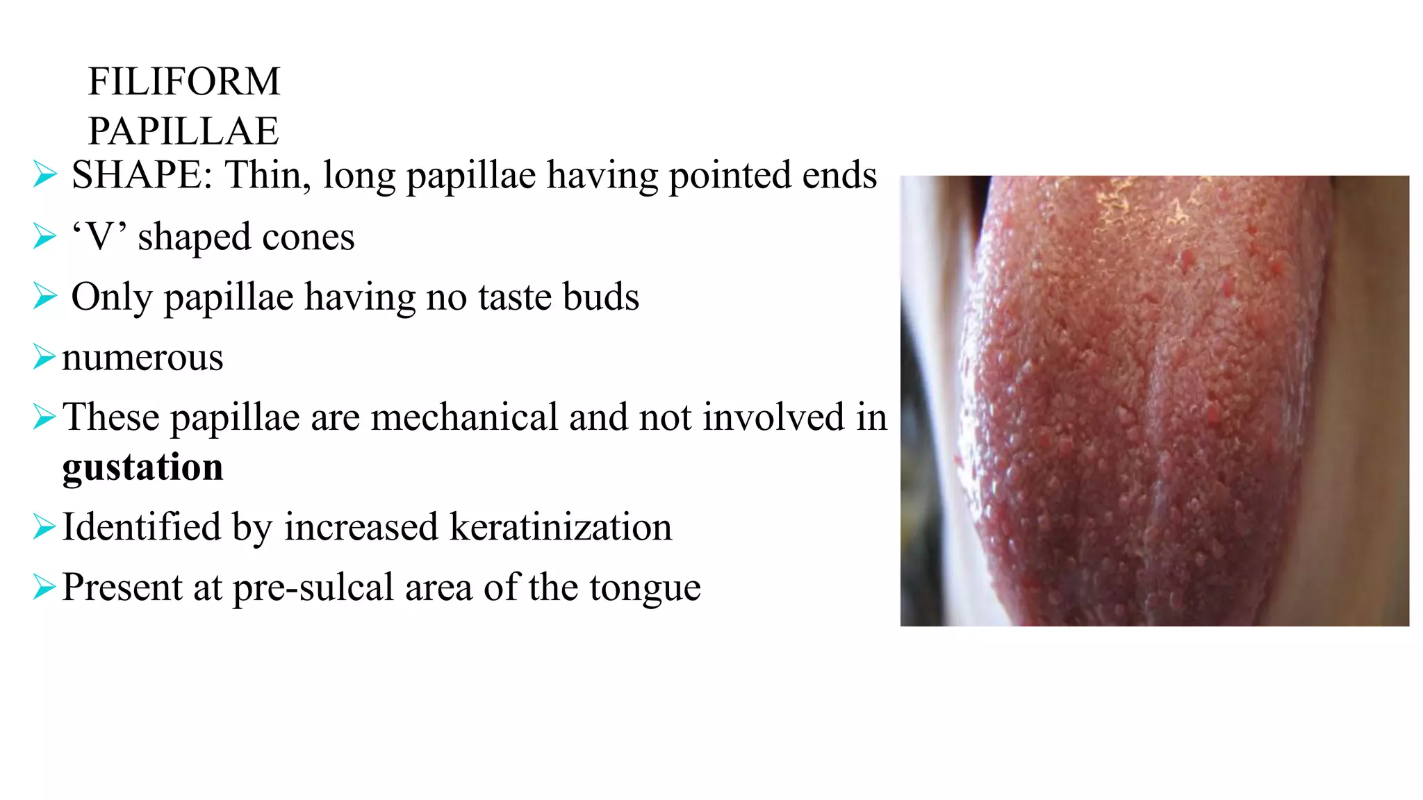 Anatomy of Tongue | PPTX