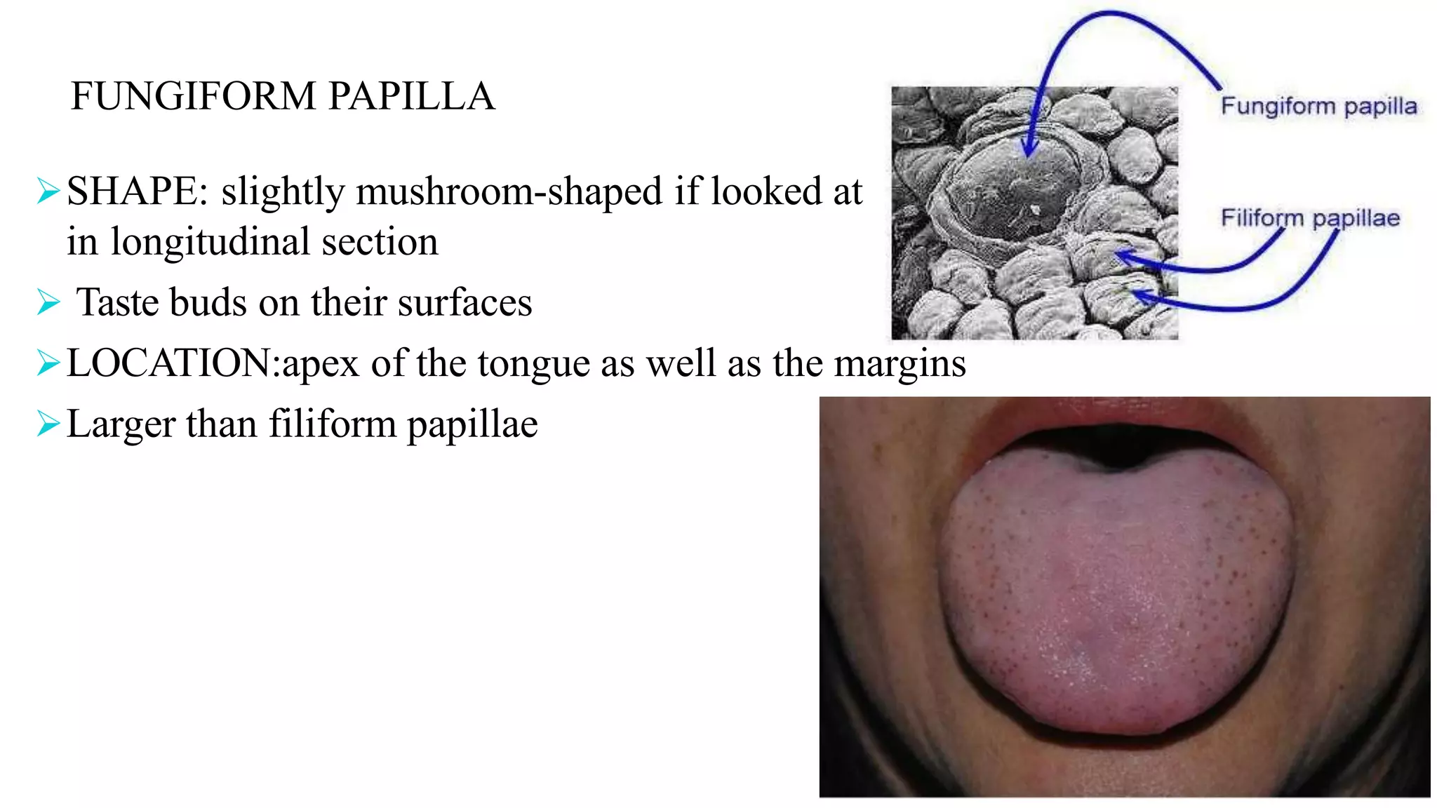 Anatomy of Tongue | PPTX