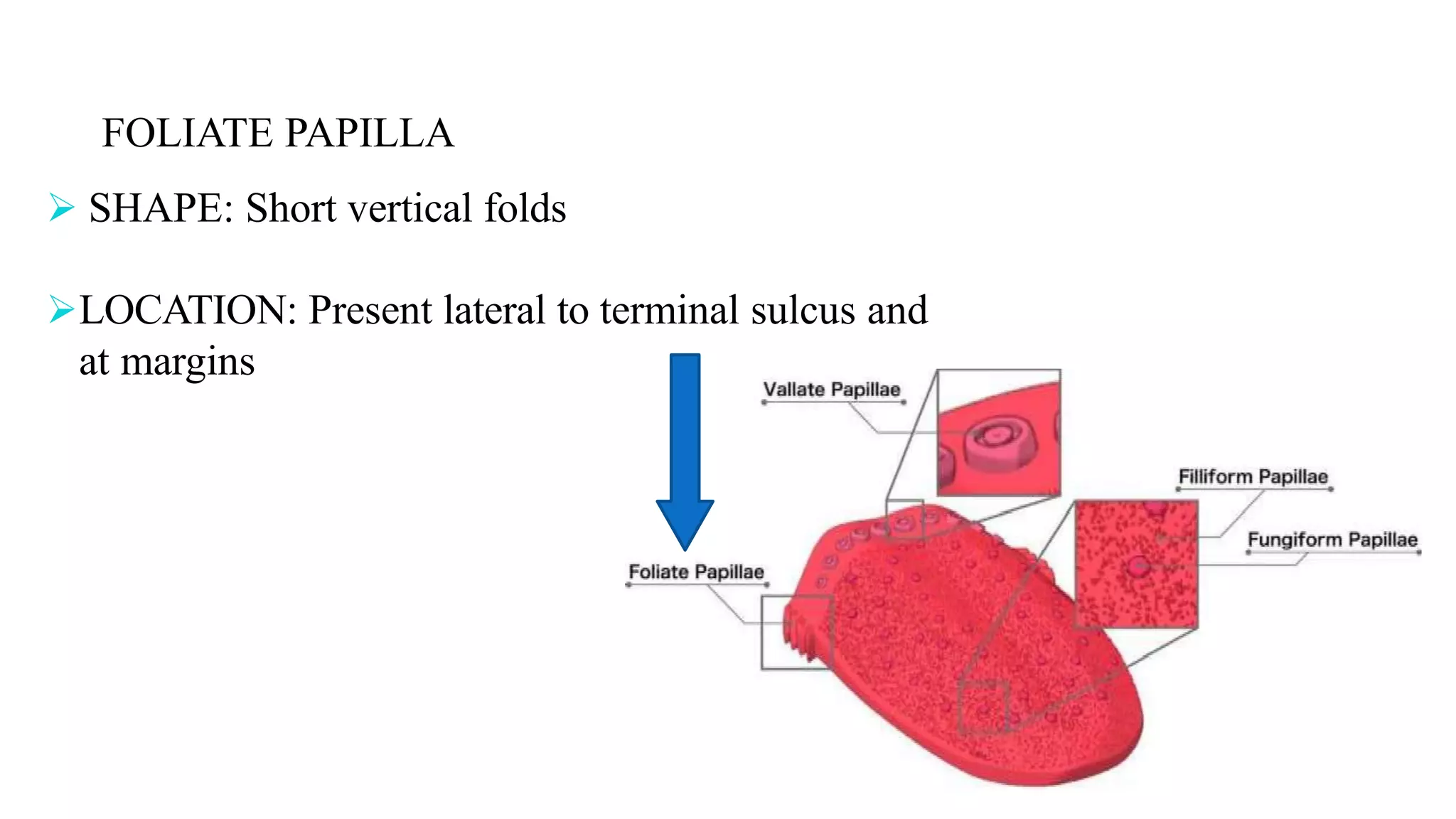 Anatomy of Tongue | PPTX