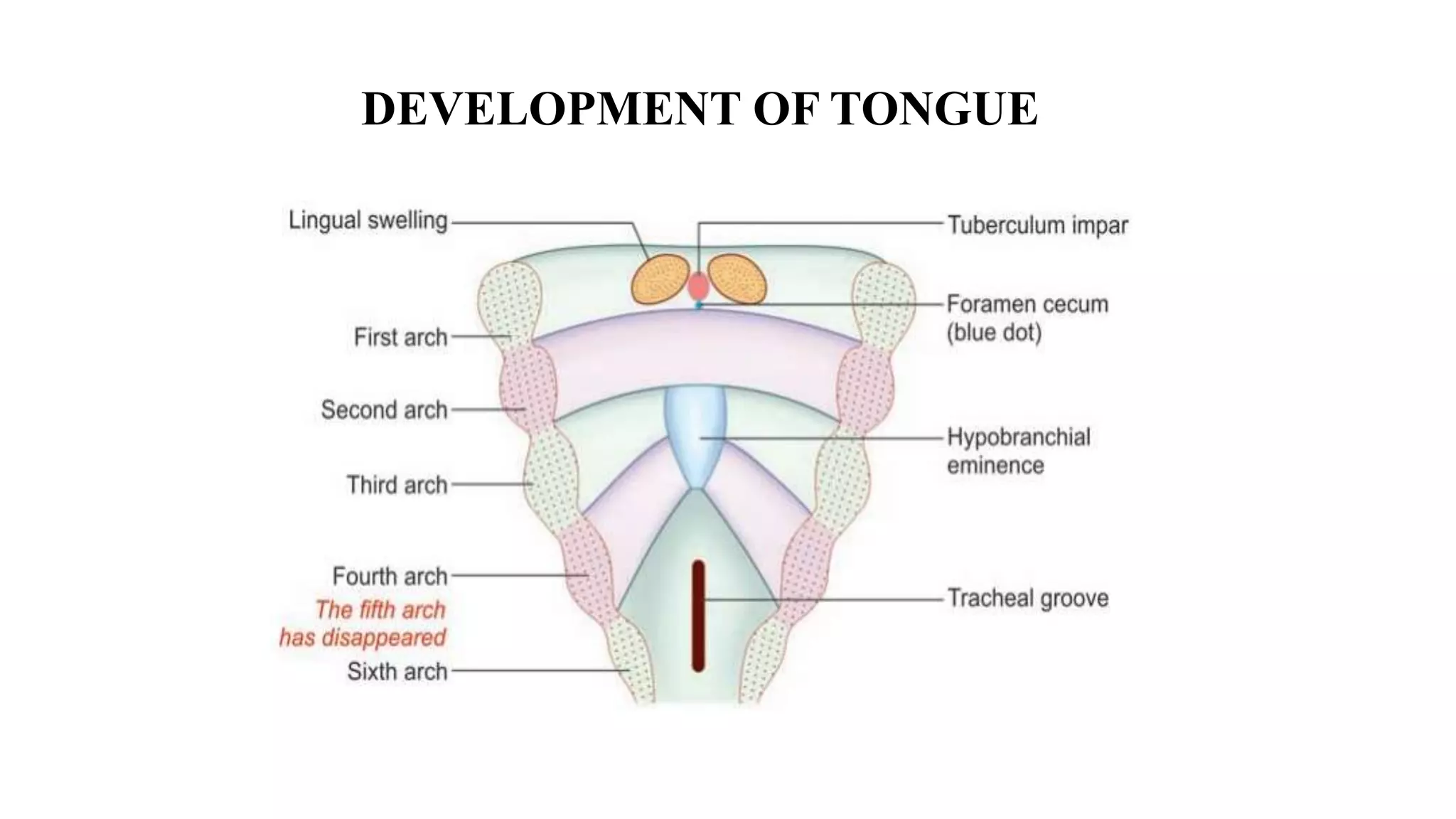 Anatomy of Tongue | PPTX
