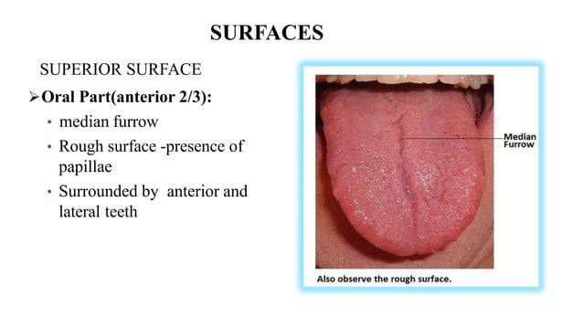 Anatomy of Tongue | PPTX | Ear, Nose and Throat Conditions | Diseases ...