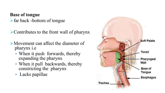 Anatomy of Tongue | PPTX | Ear, Nose and Throat Conditions | Diseases ...