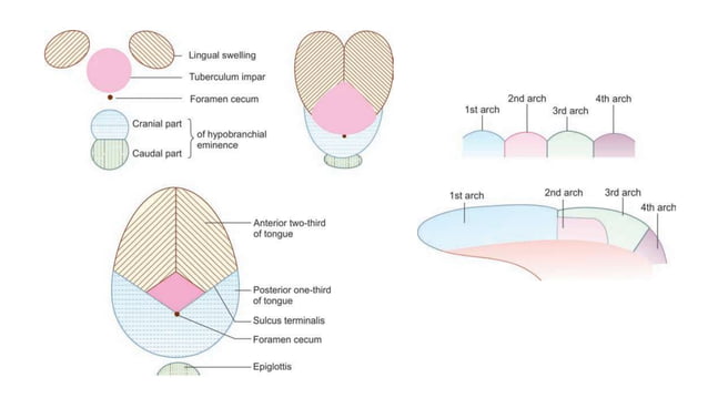 Anatomy of Tongue | PPTX | Ear, Nose and Throat Conditions | Diseases ...