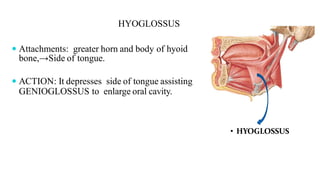 Anatomy of Tongue | PPTX