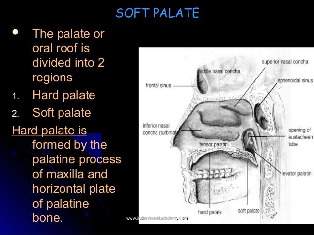 Tongue,softpalate,floor of the mouth/cosmetic dentistry courses
