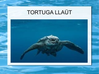 Tortuga Llaüt | PPT