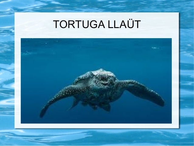 Tortuga Llaüt