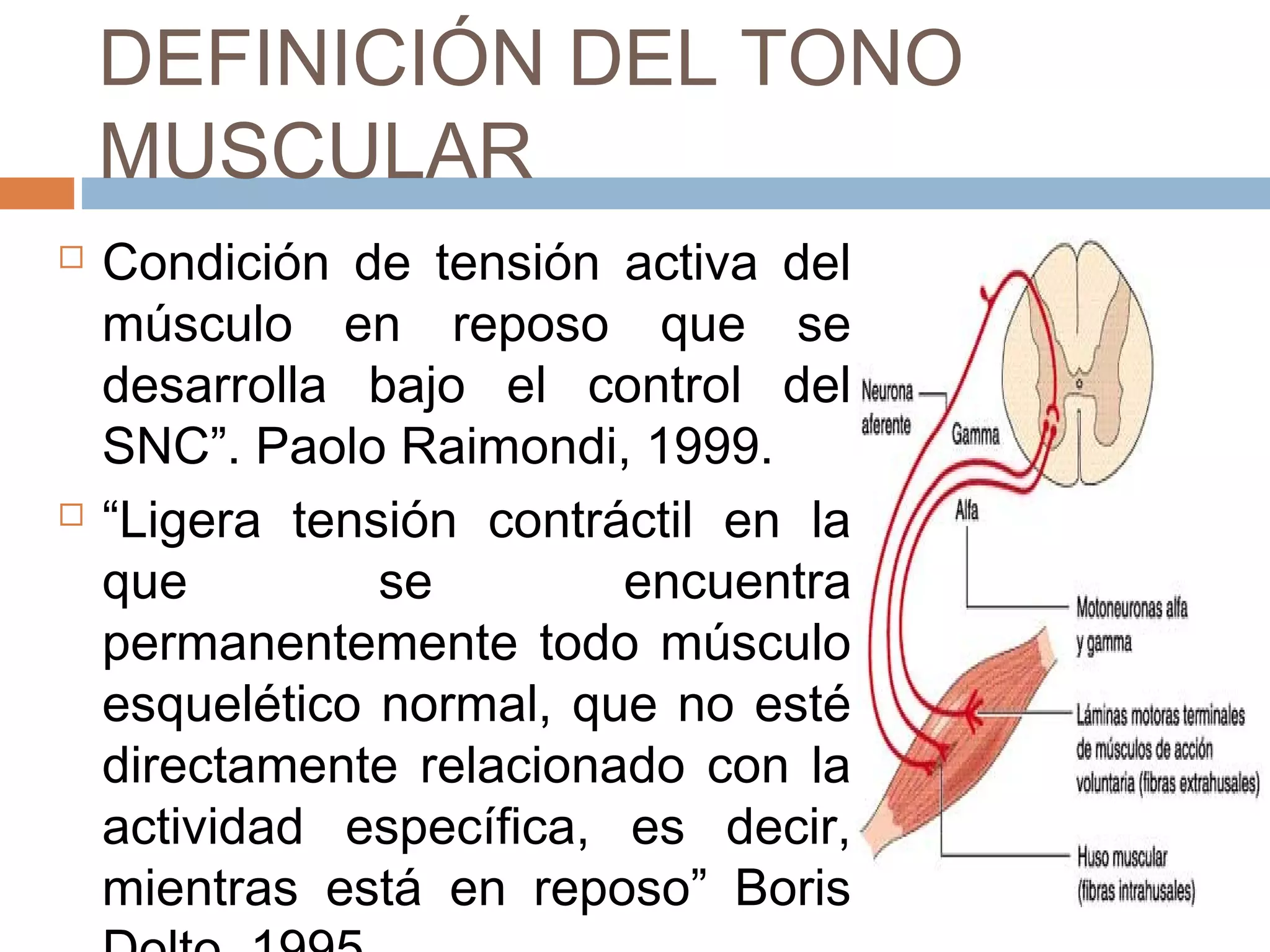 Tono muscular | PPT