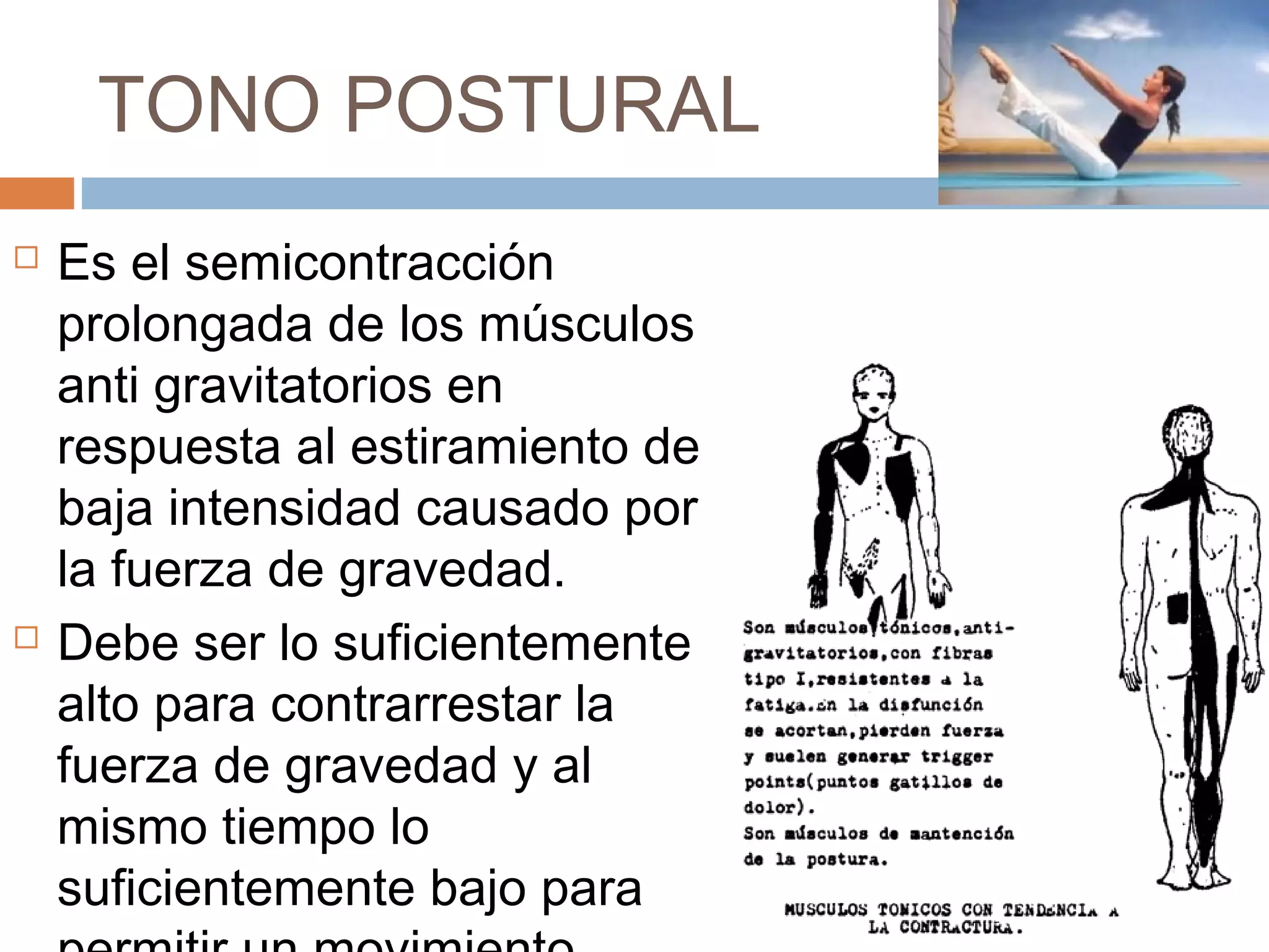 Tono muscular | PPT